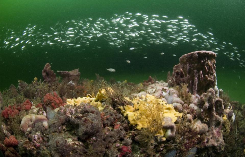 Gray's Reef National Marine Sanctuary | Visit Savannah